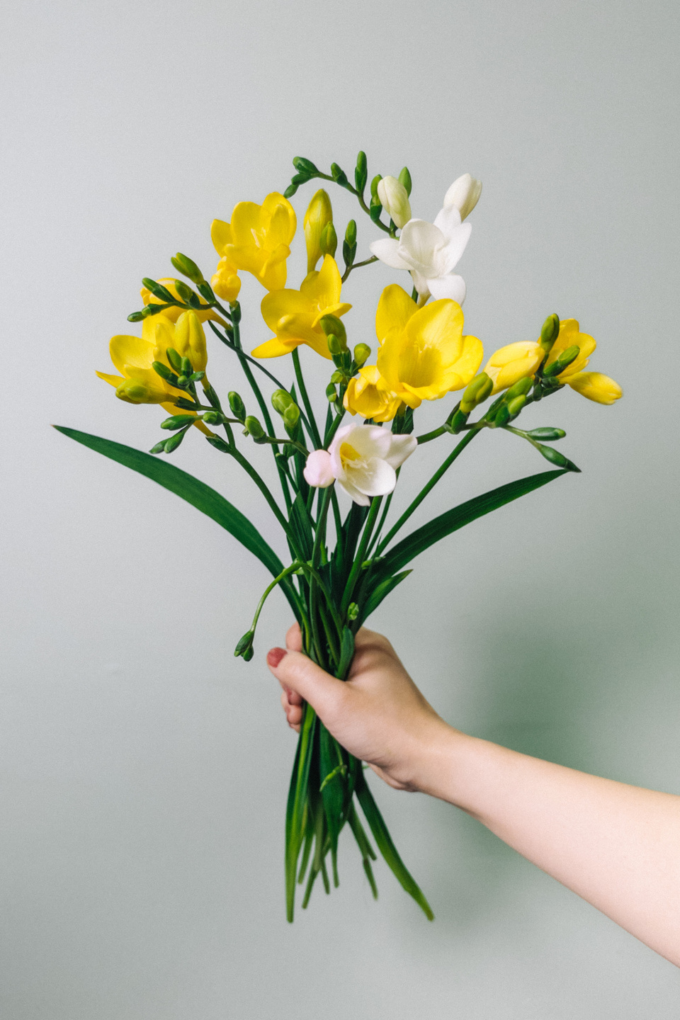 白と黄色のフリージア