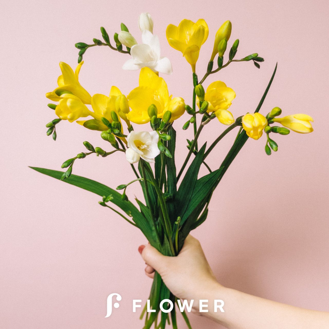 香るフリージア